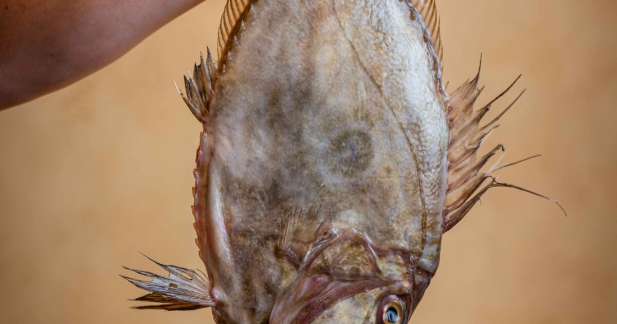 How To Fillet A Fish | Mob